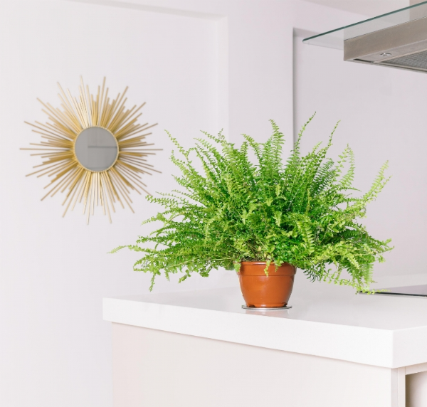 Las plantas más fáciles de cuidar para decorar tu hogar con estilo ... Las plantas más fáciles de cuidar para decorar tu hogar con estilo ...