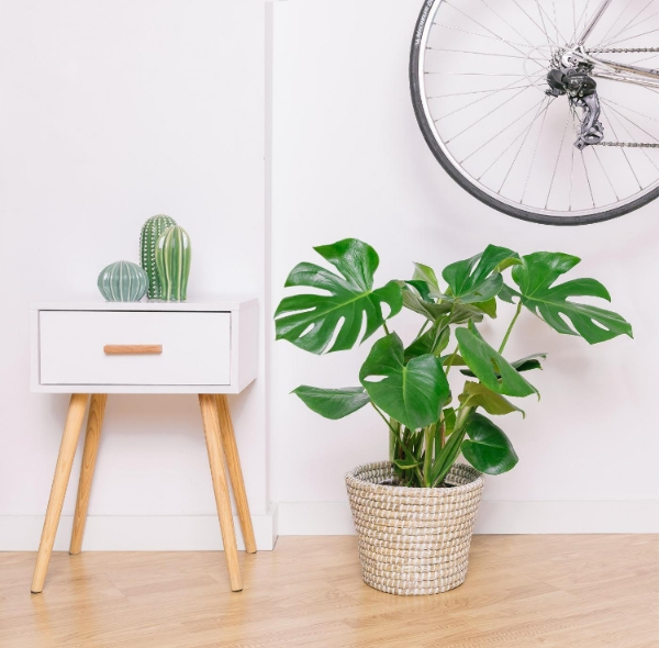 Las plantas más fáciles de cuidar para decorar tu hogar con estilo ... Las plantas más fáciles de cuidar para decorar tu hogar con estilo ...