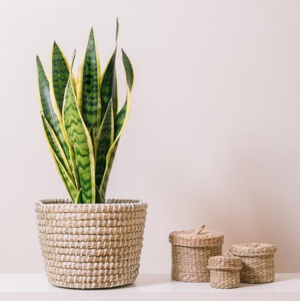 Las plantas más fáciles de cuidar para decorar tu hogar con estilo ... Las plantas más fáciles de cuidar para decorar tu hogar con estilo ...