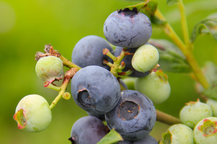 ¿Arándanos rojos o azules? Descubre sus diferencias y beneficios | esVivir