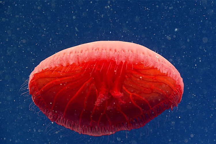 Descubren una nueva especie de medusa roja y brillante en el Océano ...