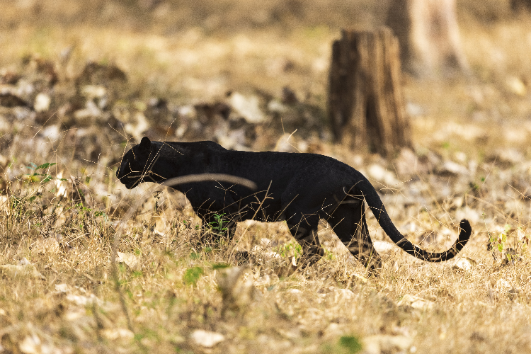¿Qué significa tener un animal de poder o tótem? | esVivir