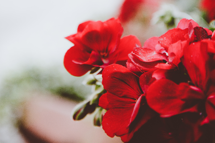 ¿Cuál es el significado y el simbolismo del color rojo? | esVivir