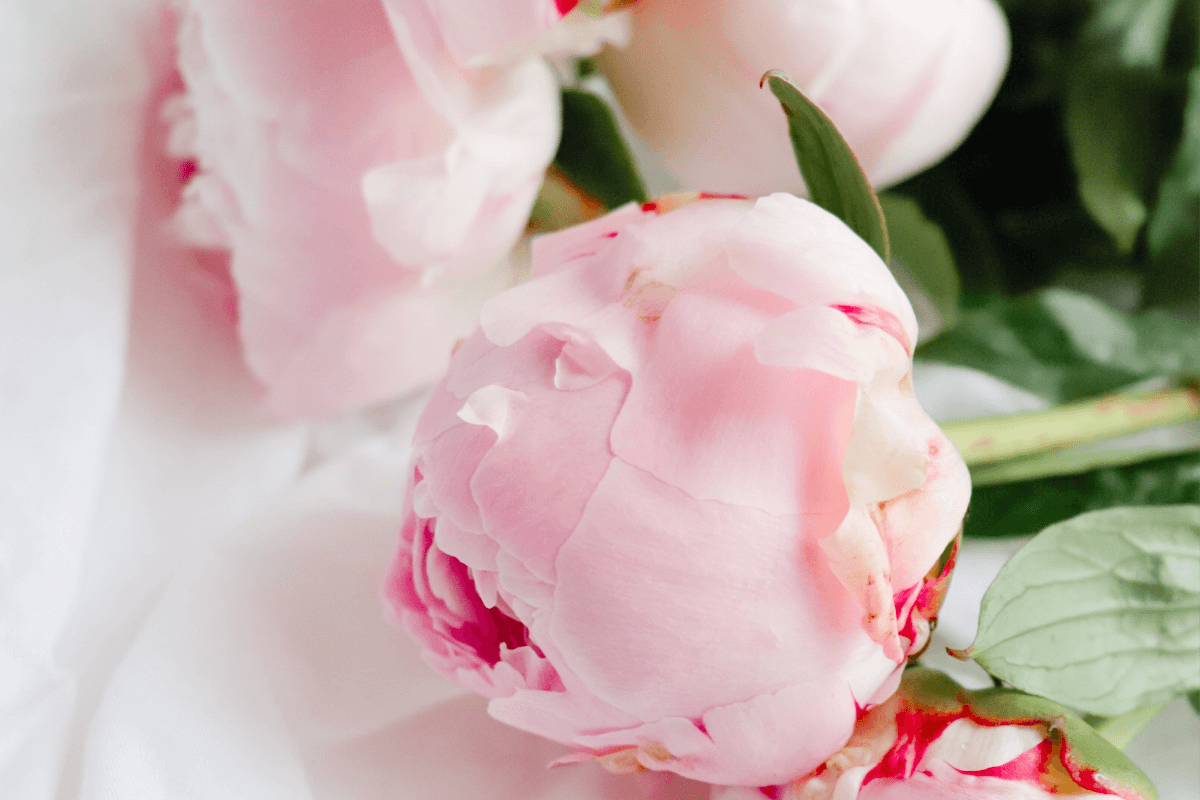 Cómo Cuidar Las Plantas Durante Las Vacaciones Esvivir