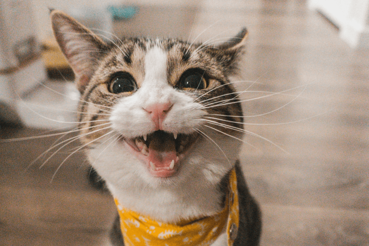 ¿Tu gato está estresado? Las señales silenciosas que podrías estar ...