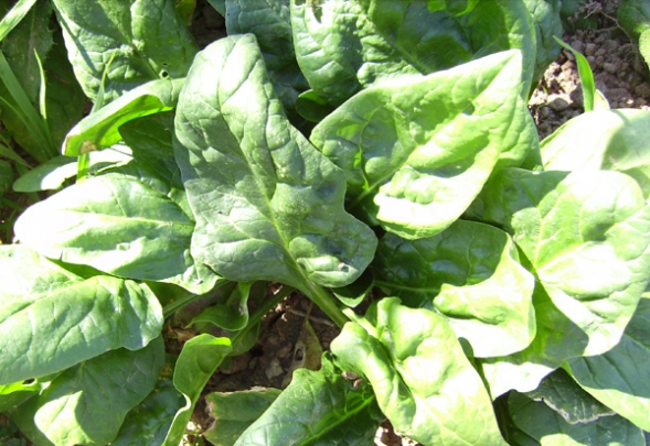 Consejos naturales para la afonÃ­a | esVivir